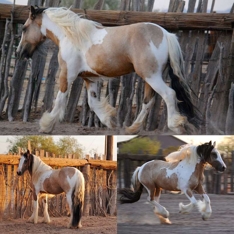 Flashy Buckskin Tobiano Gypsy