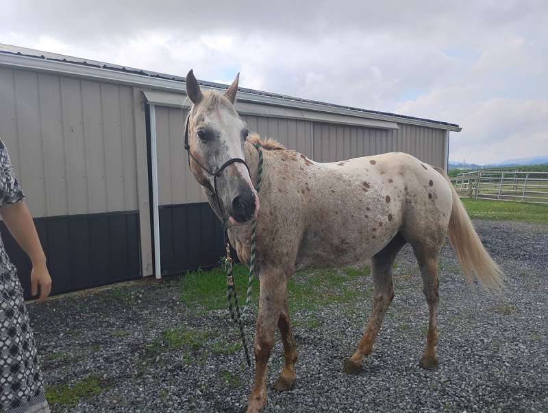 Appaloosa Gelding