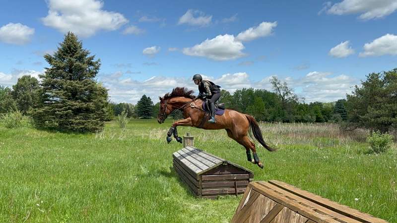 Ageless Endeavor | 2019 Chestnut TB Gelding