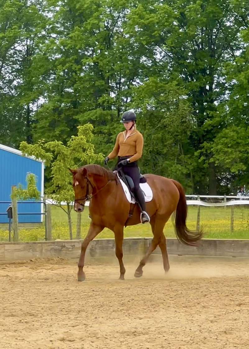 Ageless Endeavor | 2019 Chestnut TB Gelding