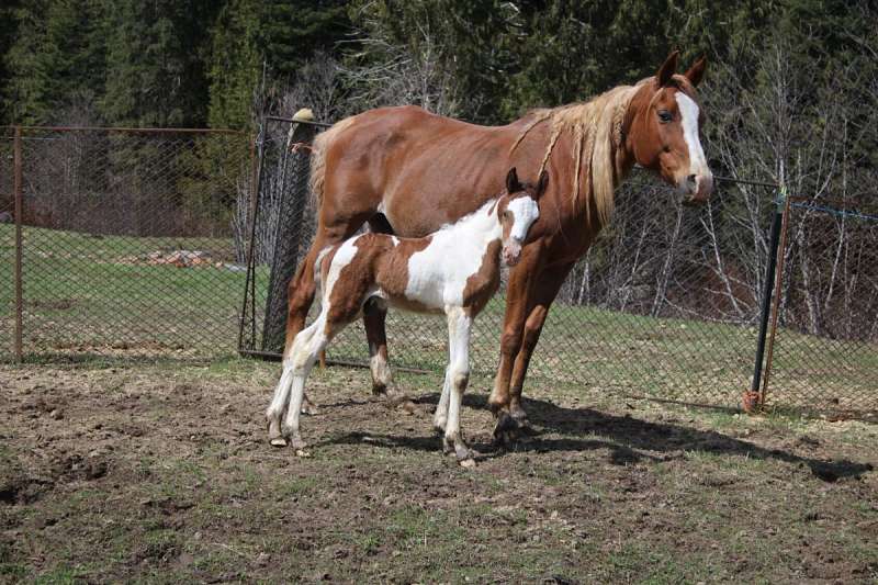 Gorgeous Registered Arabian Mare in Foal to Gypsy