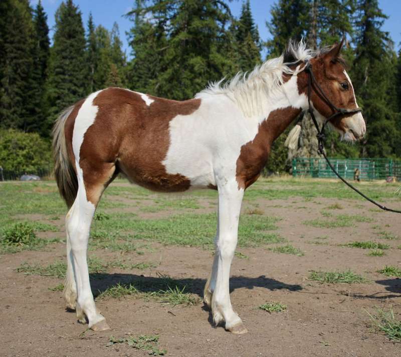Gorgeous Registered Arabian Mare in Foal to Gypsy