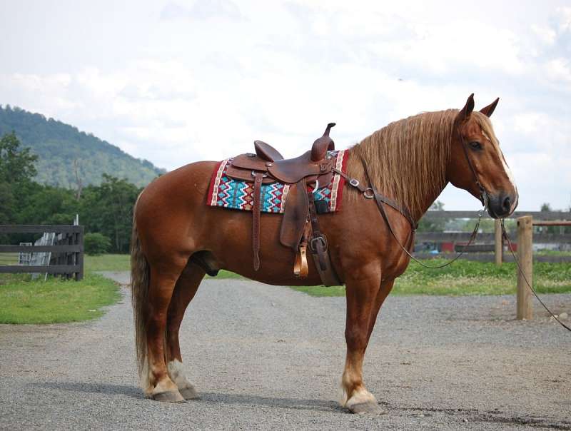 12 Yr Old, Handsome Chestnut Suffolk Cross Gelding