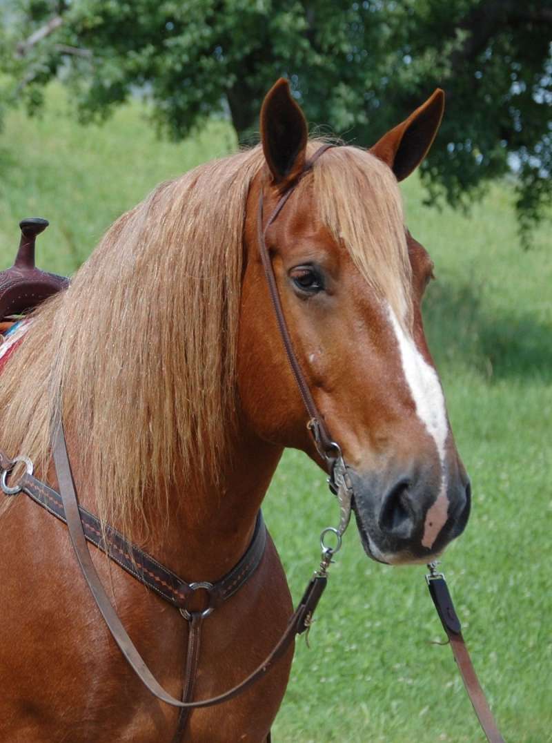 12 Yr Old, Handsome Chestnut Suffolk Cross Gelding
