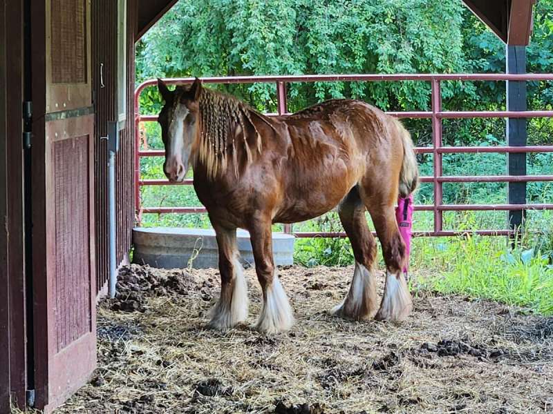 Chestnut Pearl Long Yearling Gypsy Filly