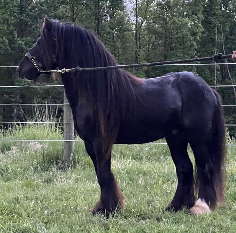 Black Pearl Mini Gypsy Stallion