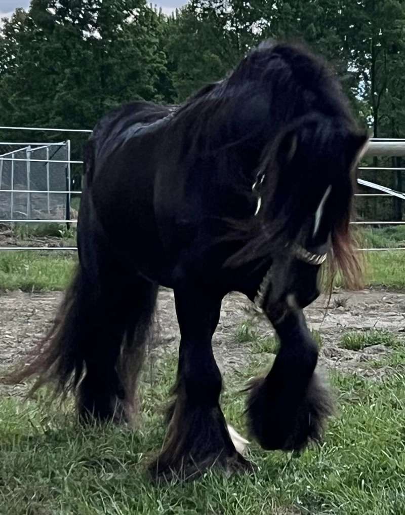 Black Pearl Mini Gypsy Stallion