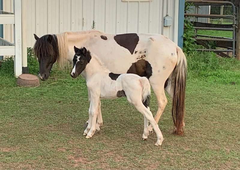 Gorgeous Black Pinto Shetland Filly