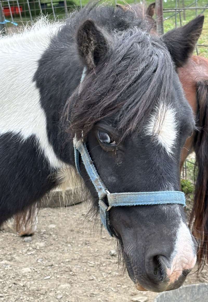 AMHR Pinto Mare Possibly in Foal