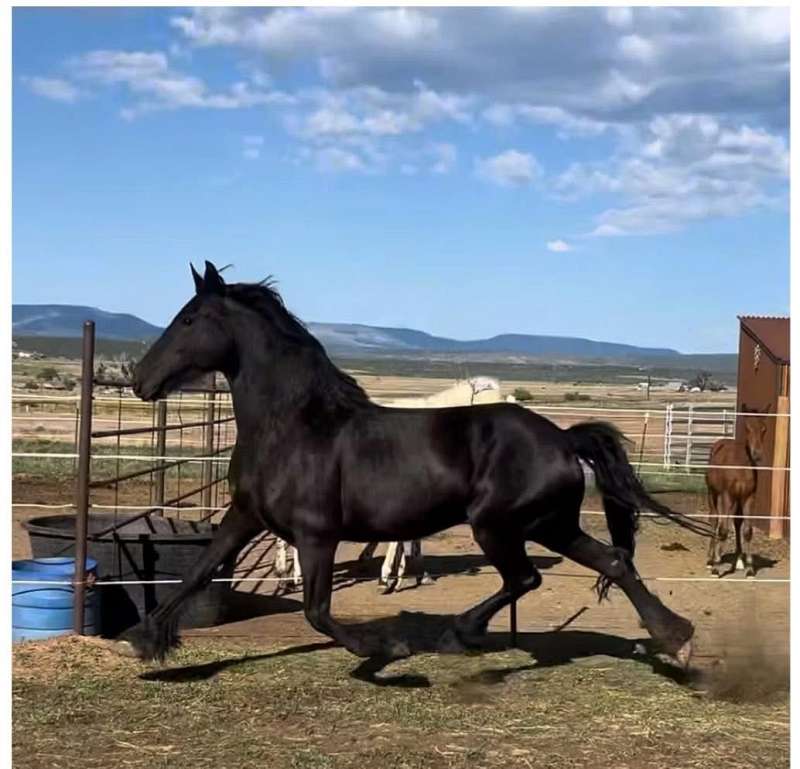 Friesian Mare in Foal for Guaranteed Leopard