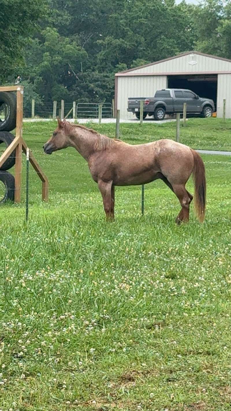 Big Fancy Roan Gelding