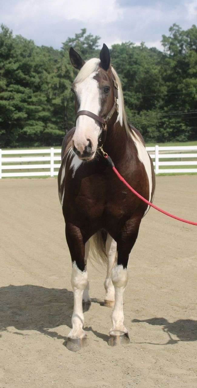 Gorgeous Paint Draft Gelding That’S Safe for Everyone