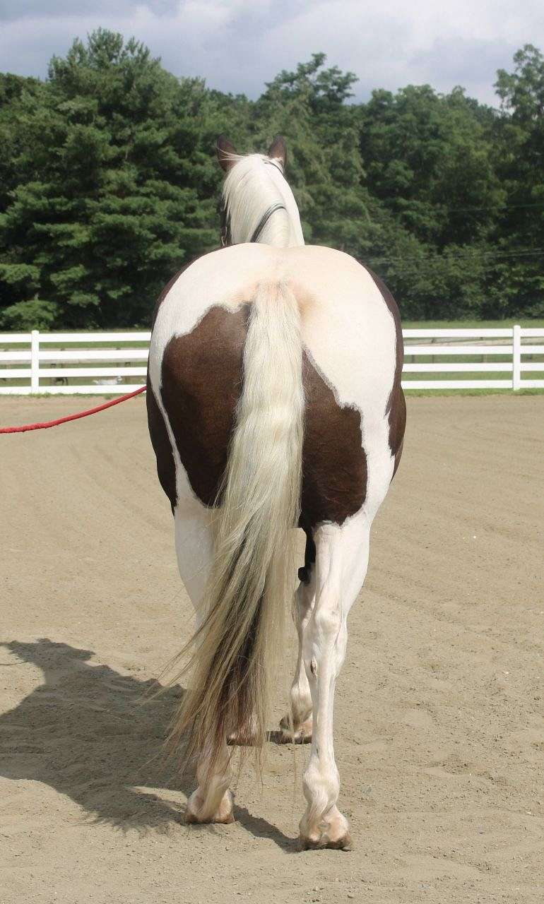 Gorgeous Paint Draft Gelding That’S Safe for Everyone