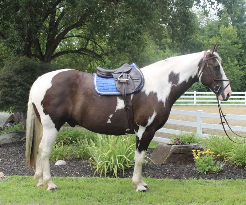 Gorgeous Paint Draft Gelding That’S Safe for Everyone