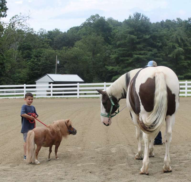 Gorgeous Paint Draft Gelding That’S Safe for Everyone