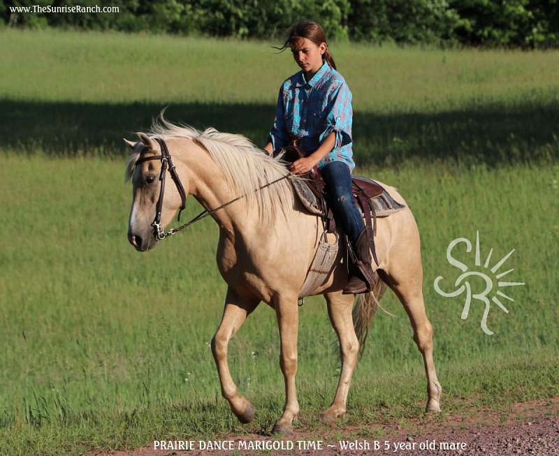 Full Welsh Section B Performance Pony