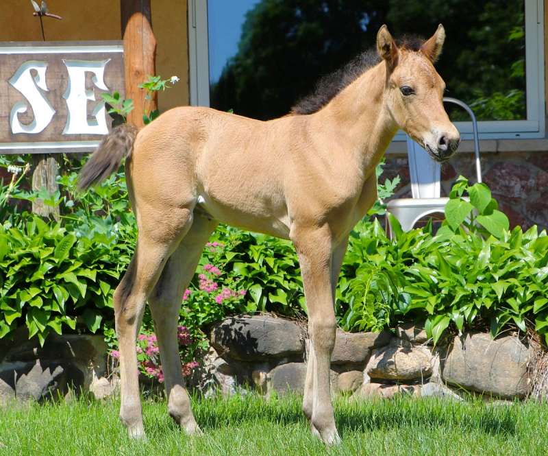 Dunskin Full Morgan Filly in Northern Wisconsin