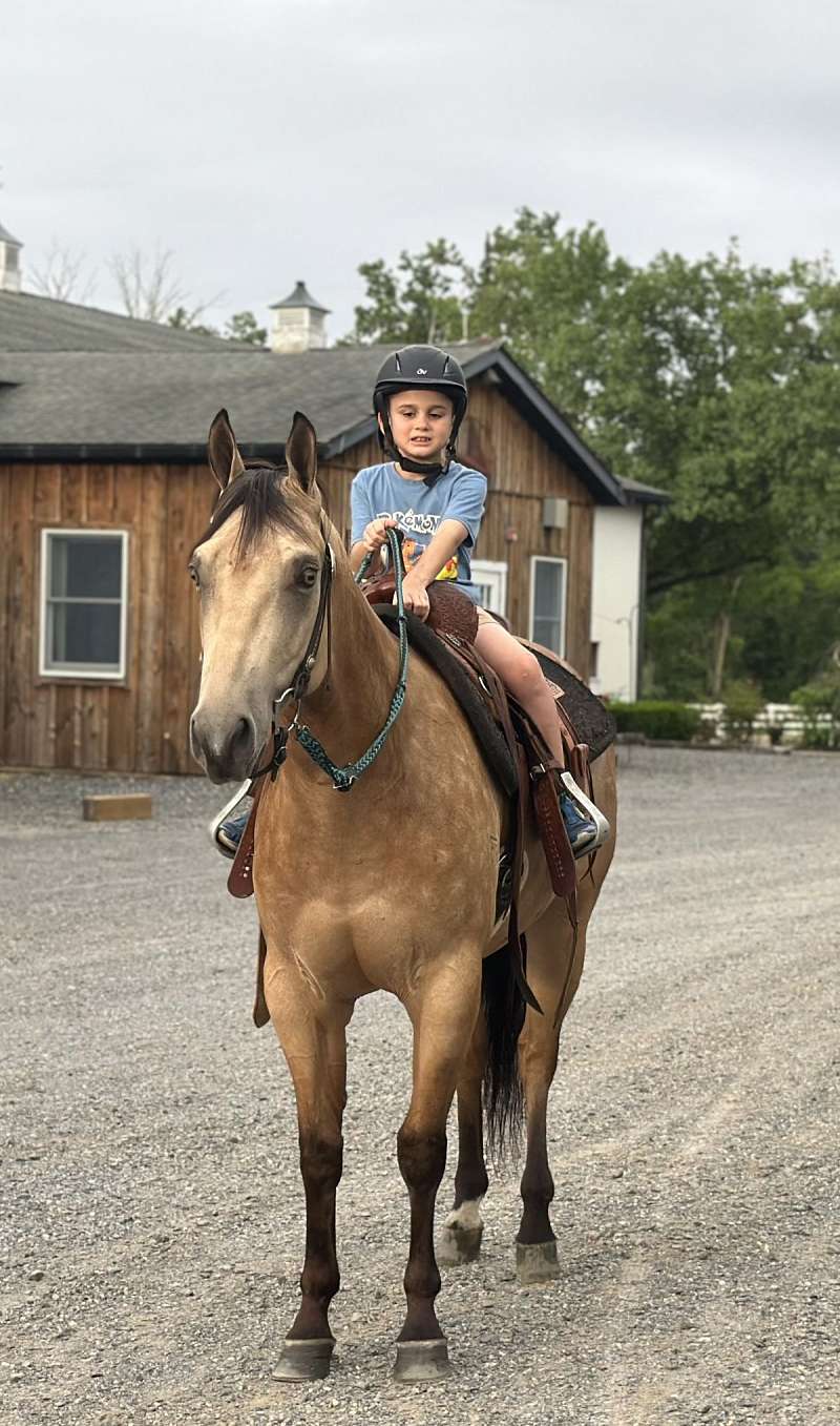 Stunning Buckskin Gelding, Very Well Broke, Quiet for Anyone