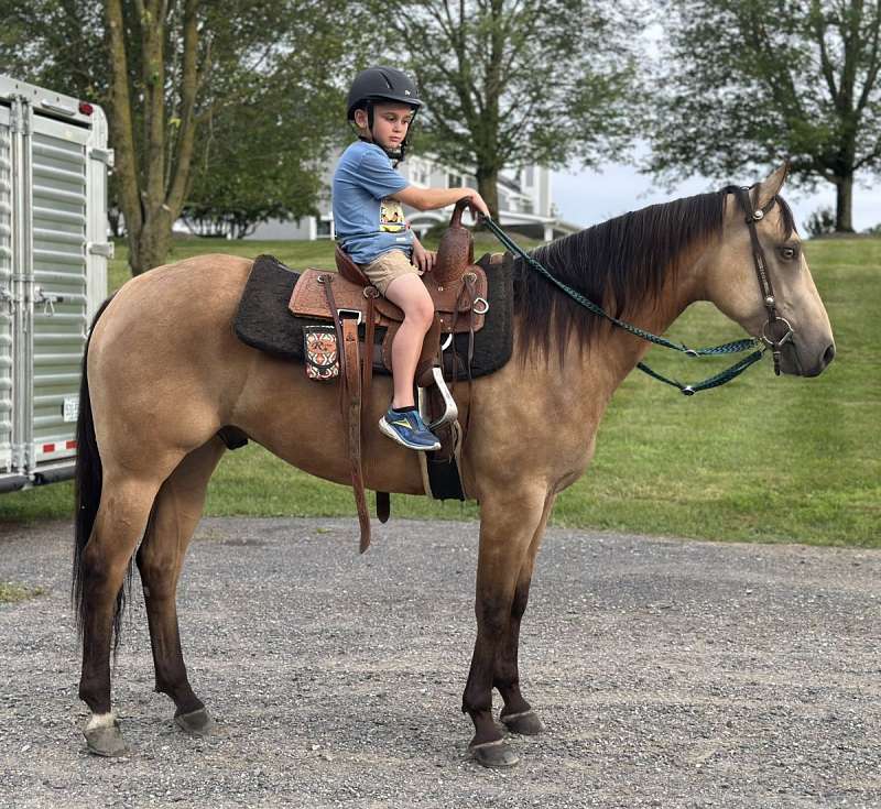 Stunning Buckskin Gelding, Very Well Broke, Quiet for Anyone