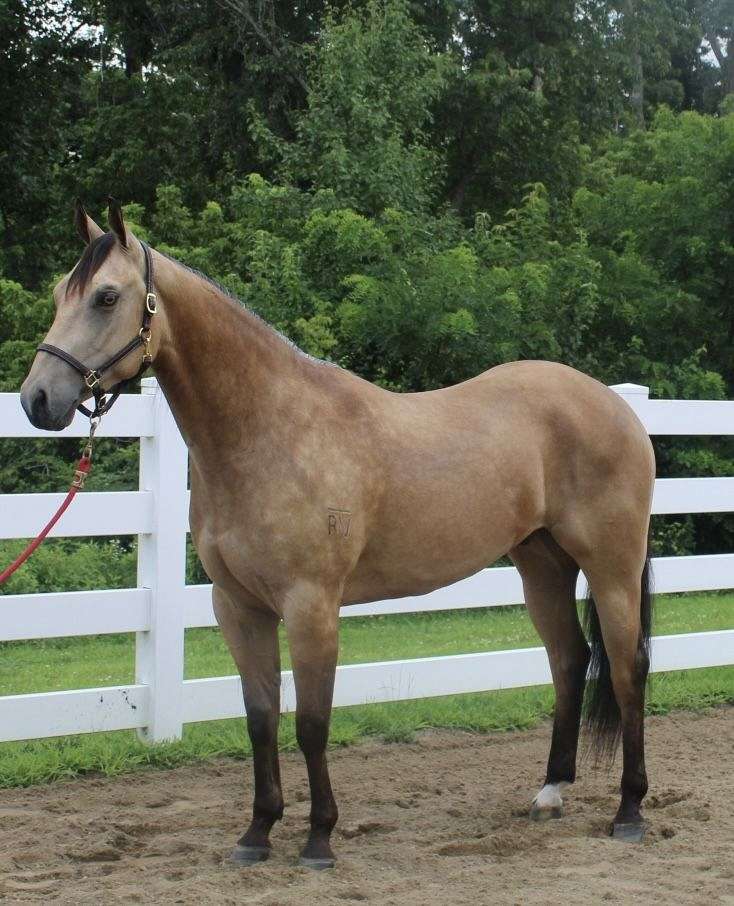 Stunning Buckskin Gelding, Very Well Broke, Quiet for Anyone