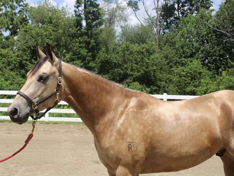 Stunning Buckskin Gelding, Very Well Broke, Quiet for Anyone