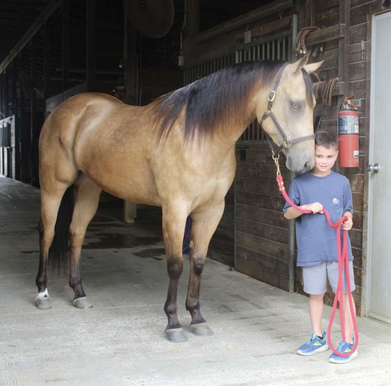 Stunning Buckskin Gelding, Very Well Broke, Quiet for Anyone