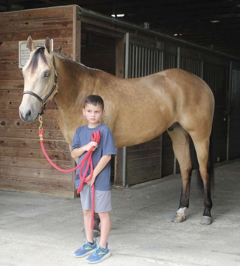 Stunning Buckskin Gelding, Very Well Broke, Quiet for Anyone