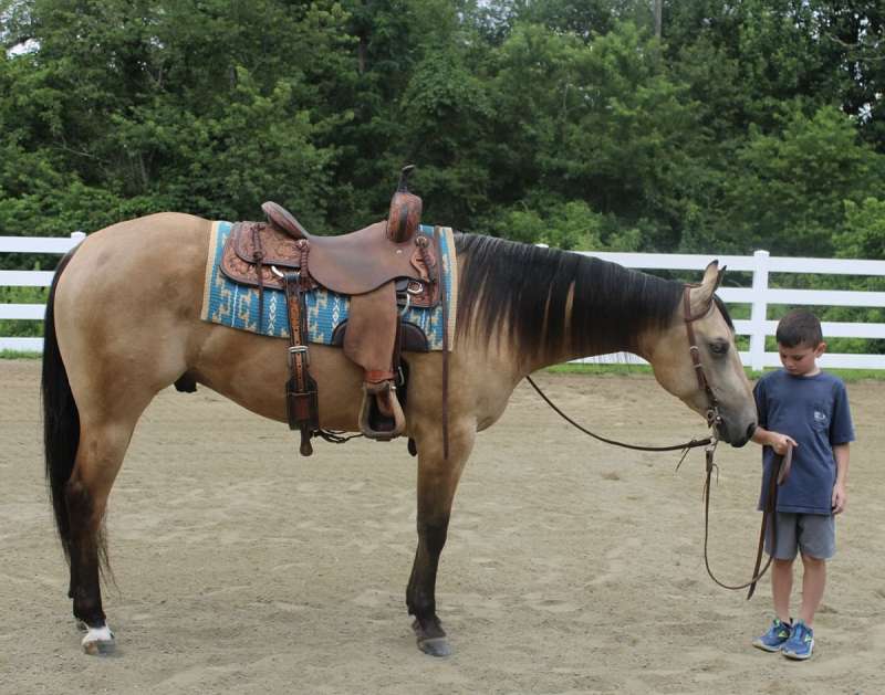 Stunning Buckskin Gelding, Very Well Broke, Quiet for Anyone