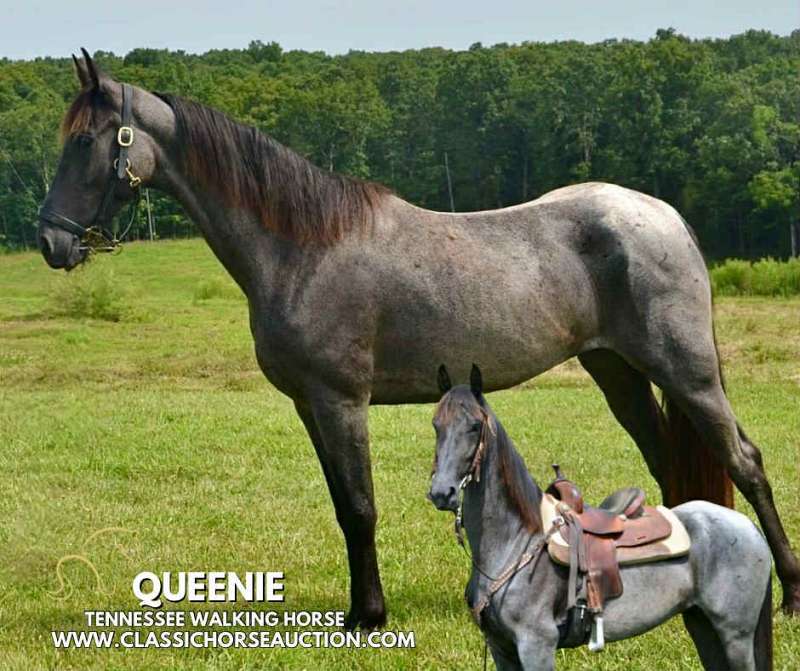 Roan Tennessee Walking Horse Mare