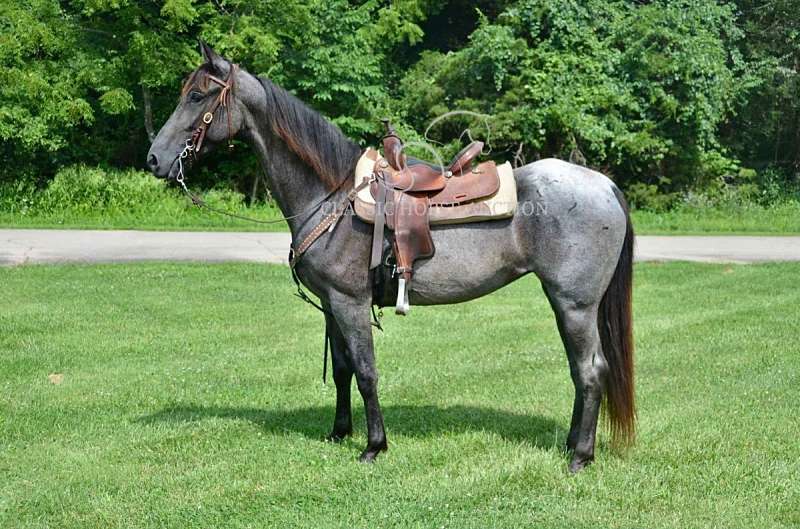 Roan Tennessee Walking Horse Mare