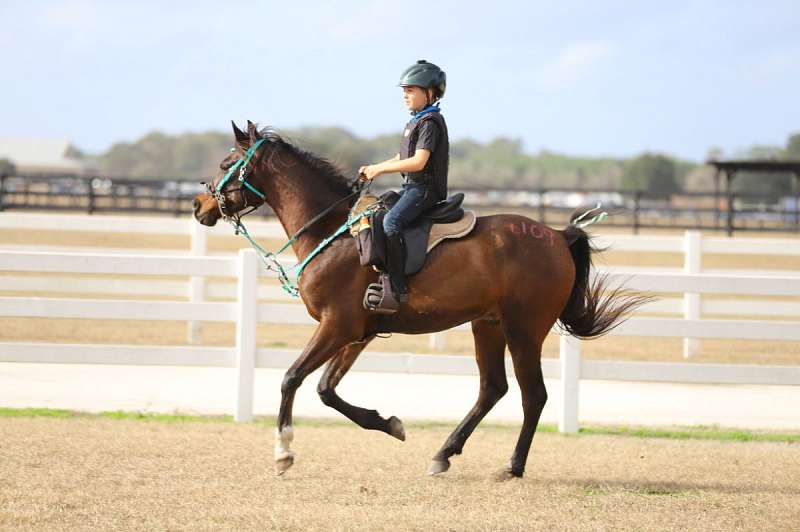 2016 Registered Arabian Gelding - Super Safe, Fun Trail Partner!