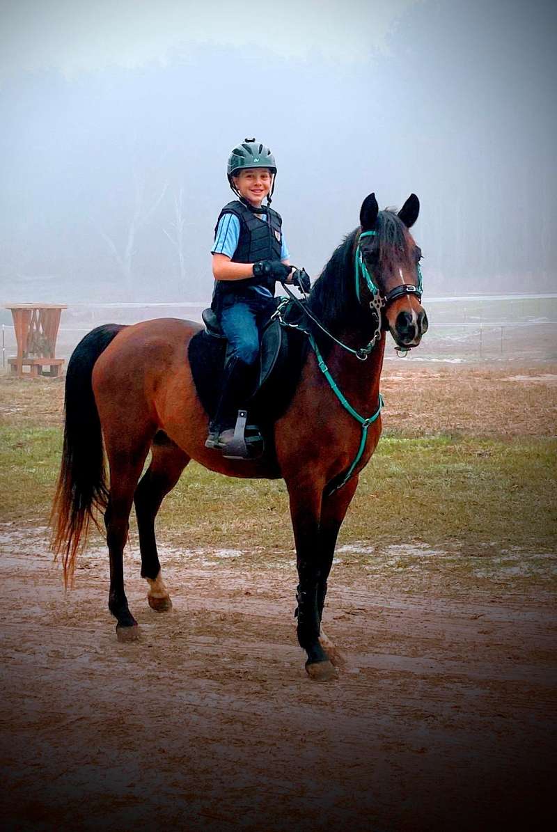 2016 Registered Arabian Gelding - Super Safe, Fun Trail Partner!