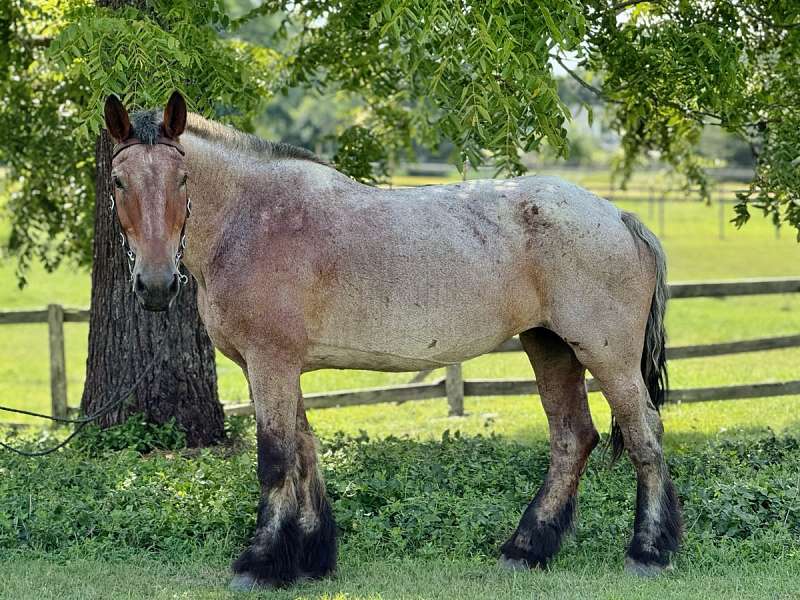 Gorgeous Brabant Mare