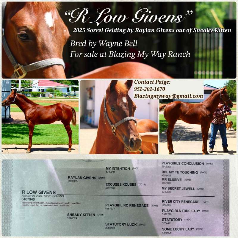 2025 Halter Bred Gelding