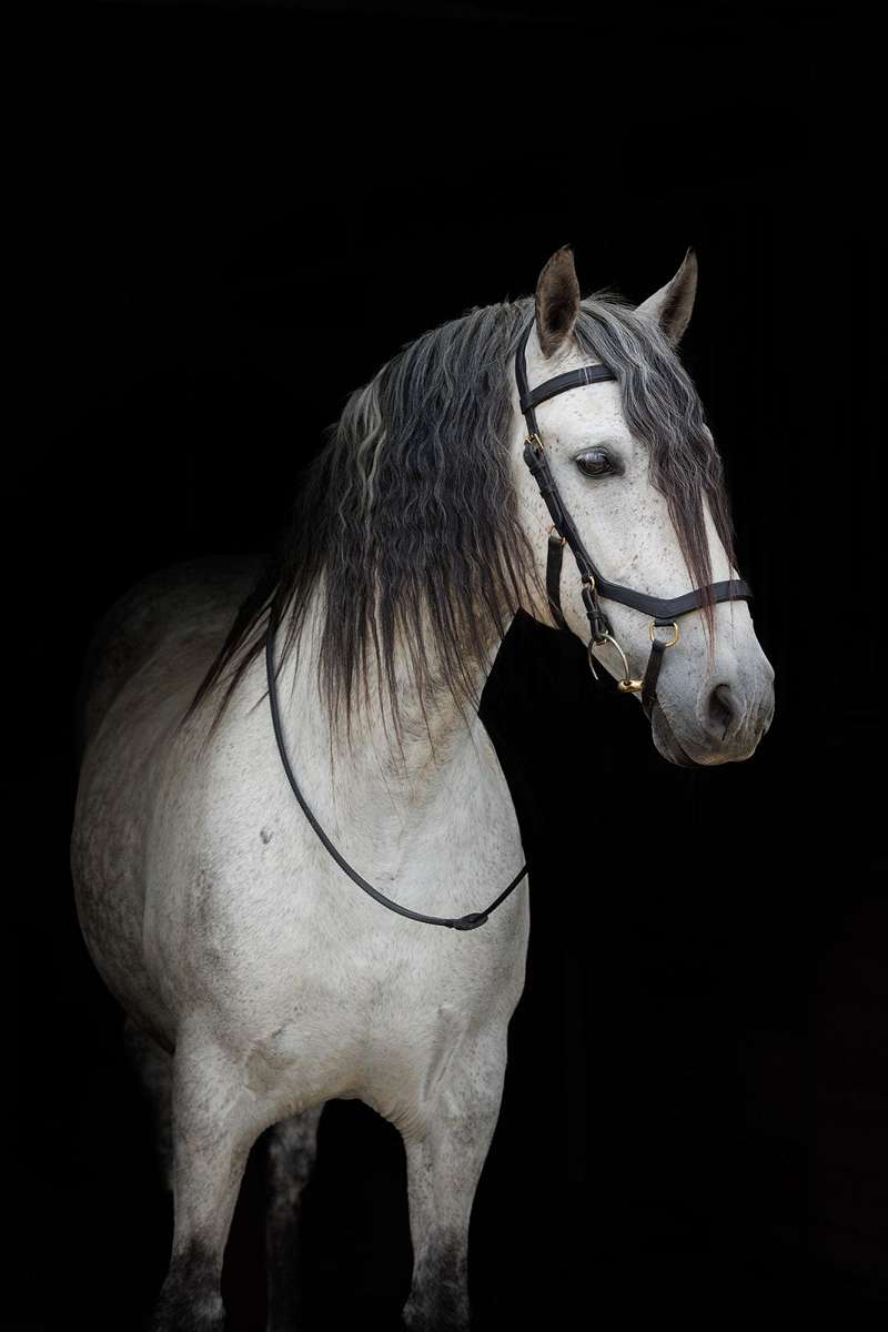 Jack - 8 Y.O, 16h Andalusian Gelding