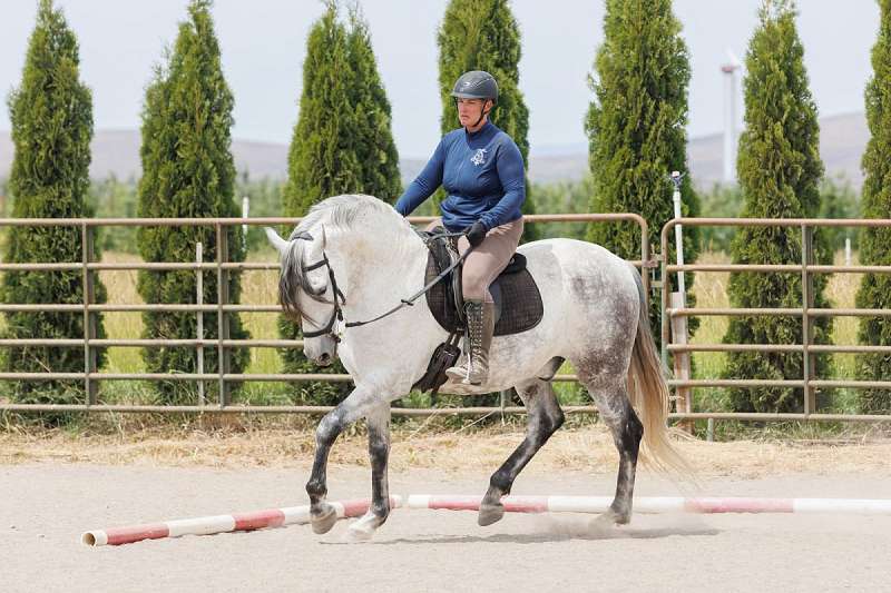 Jack - 8 Y.O, 16h Andalusian Gelding