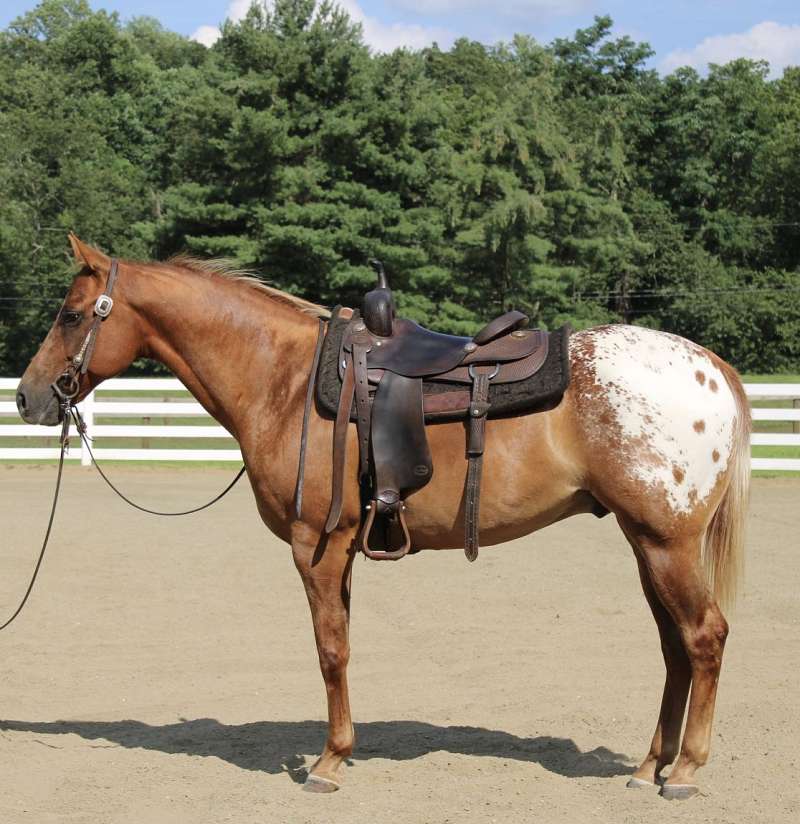 One in a Million Registered Appaloosa Gelding