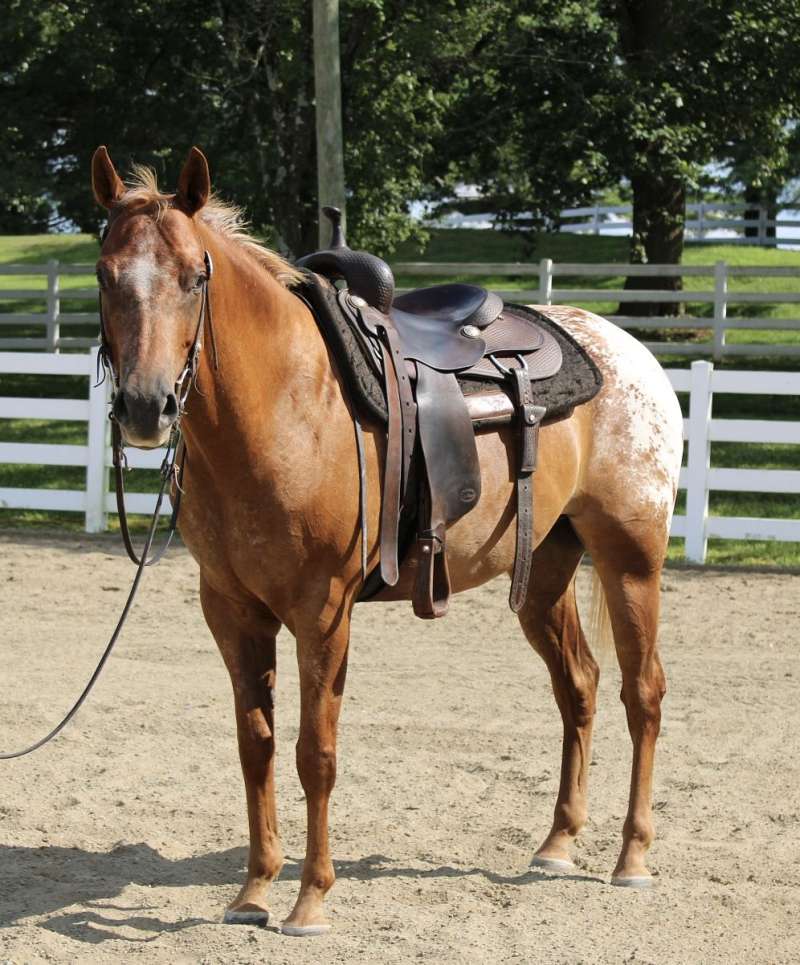 One in a Million Registered Appaloosa Gelding