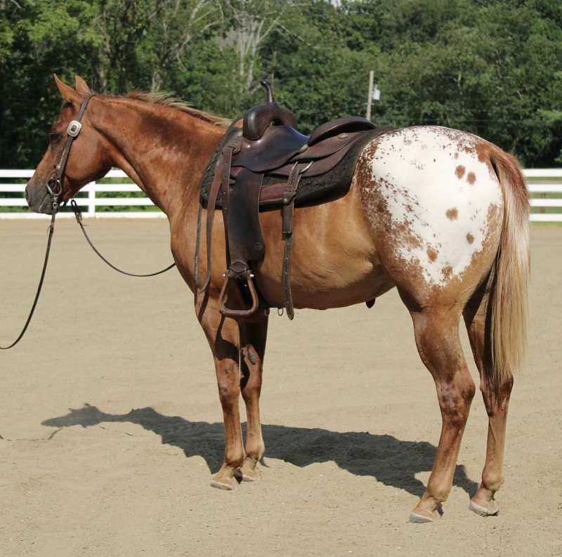 One in a Million Registered Appaloosa Gelding