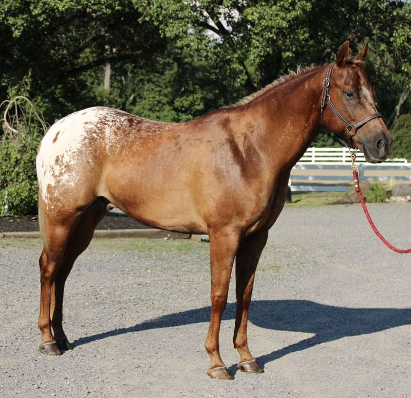 One in a Million Registered Appaloosa Gelding