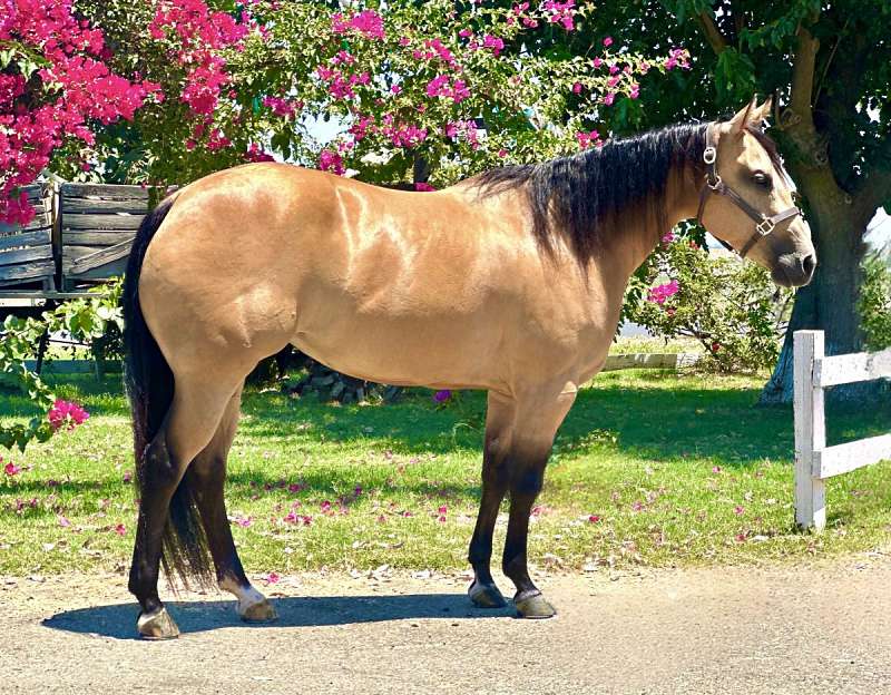 Stunning Buckskin AQHA Mare. True All Around Sweetheart
