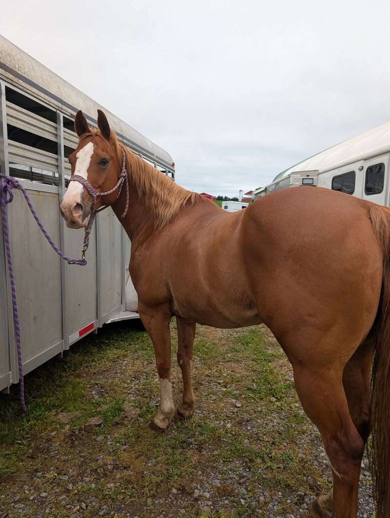AQHA Registered Gelding