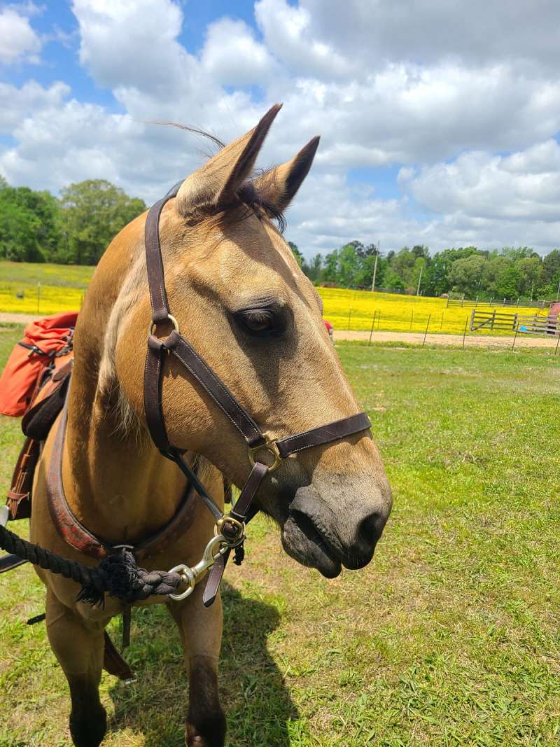 Butch, 13 Yrs Old 15.2h Quarter Horse, Calm and Experienced Trail Friend :)