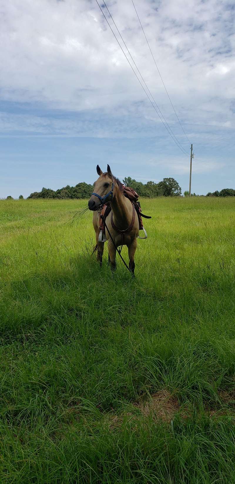 Butch, 13 Yrs Old 15.2h Quarter Horse, Calm and Experienced Trail Friend :)