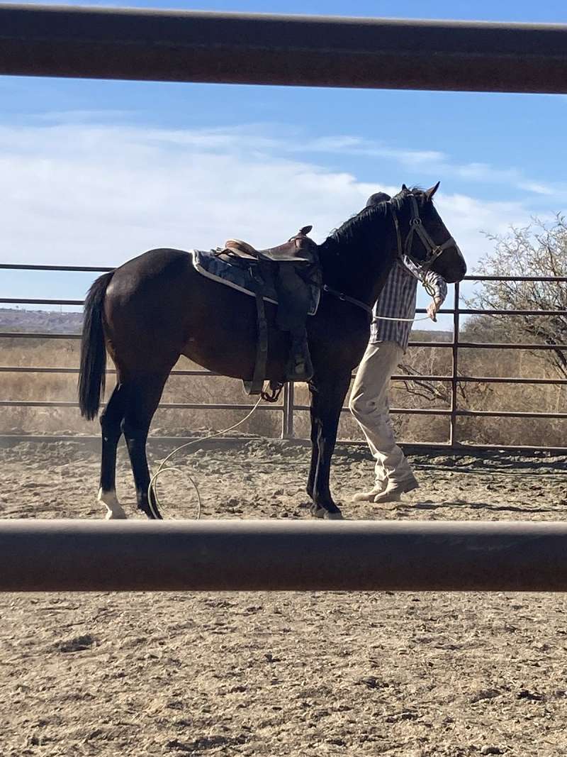 3 Year Old Stud Colt