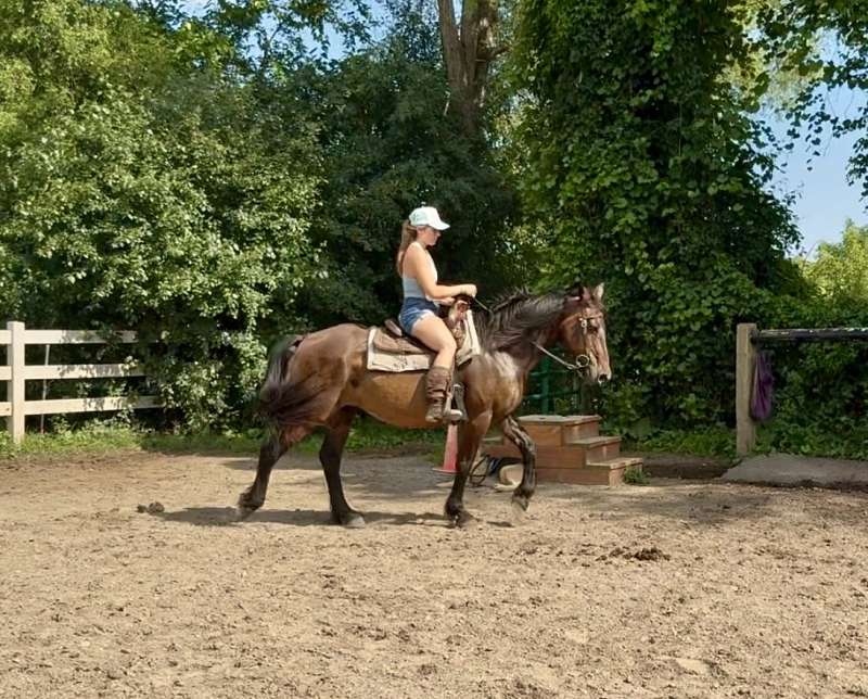 Versatile Dappled Warmblood - Trails, Dressage & Jumping