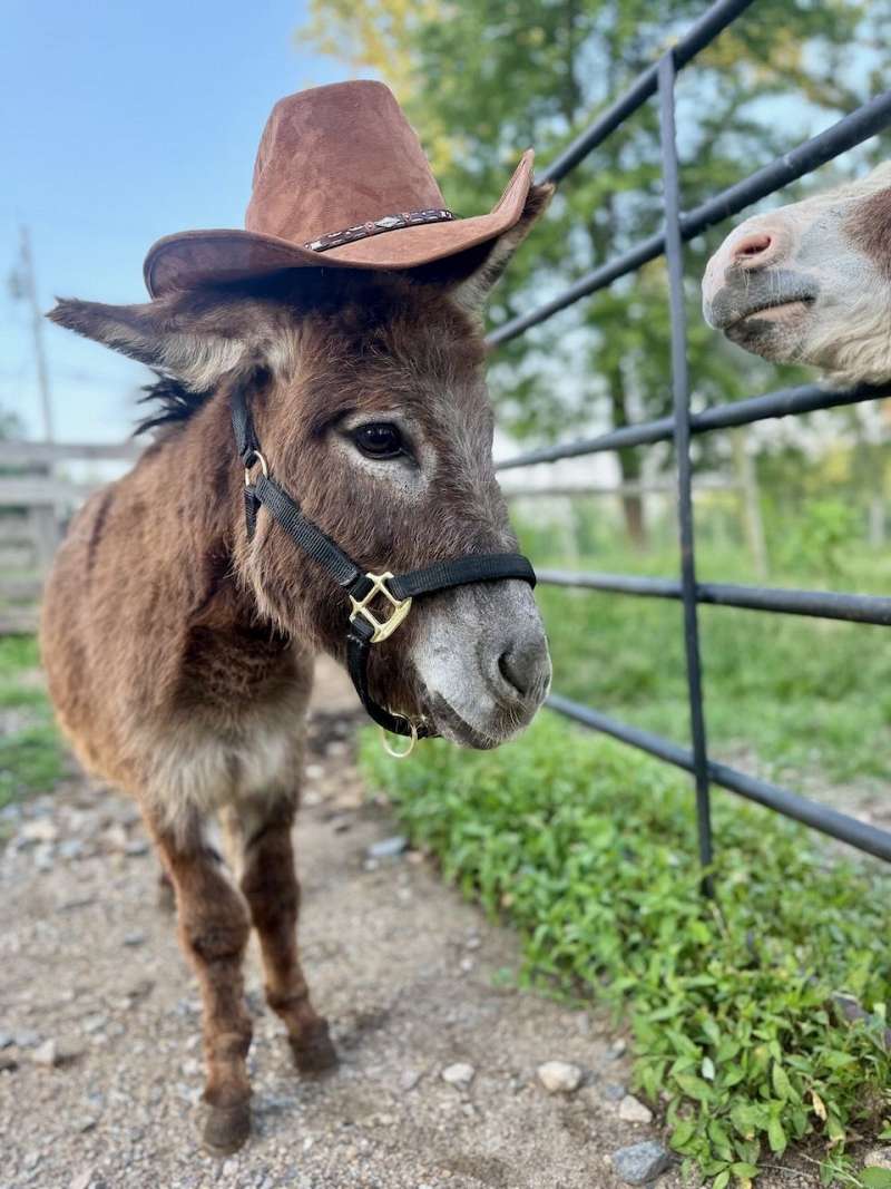 30" Mini Jack Donkey