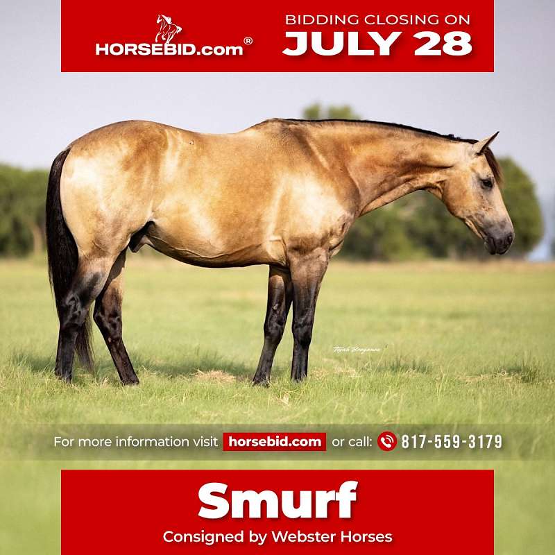 Smurf - Trustworthy Ranch & Trail Horse 8 Yr Old Buckskin AQHA Gelding!