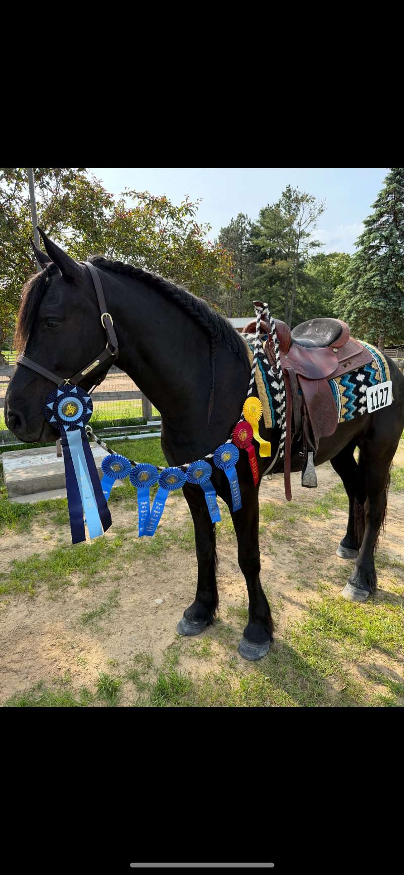 Ronnie - Truly Breathtaking 5 Yr Old Black Friesian Sport Horse Gelding!