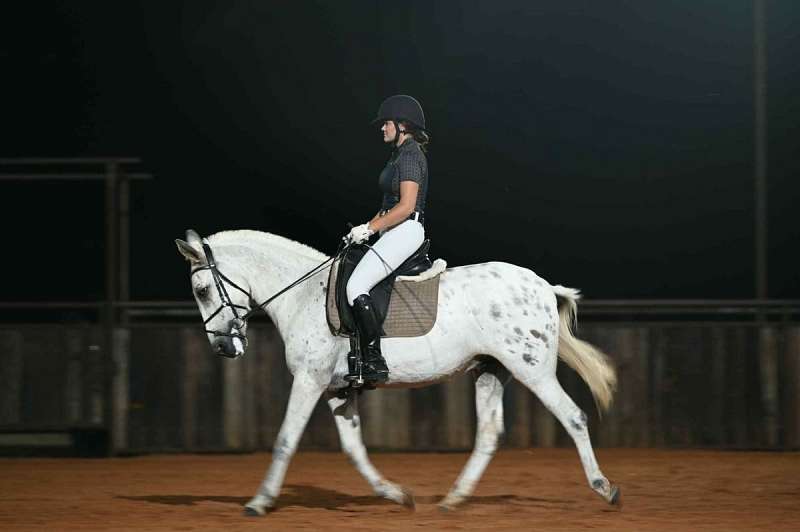 Ranch - Versatile & Well Rounded 8 Yr Old Appaloosa John Mule!